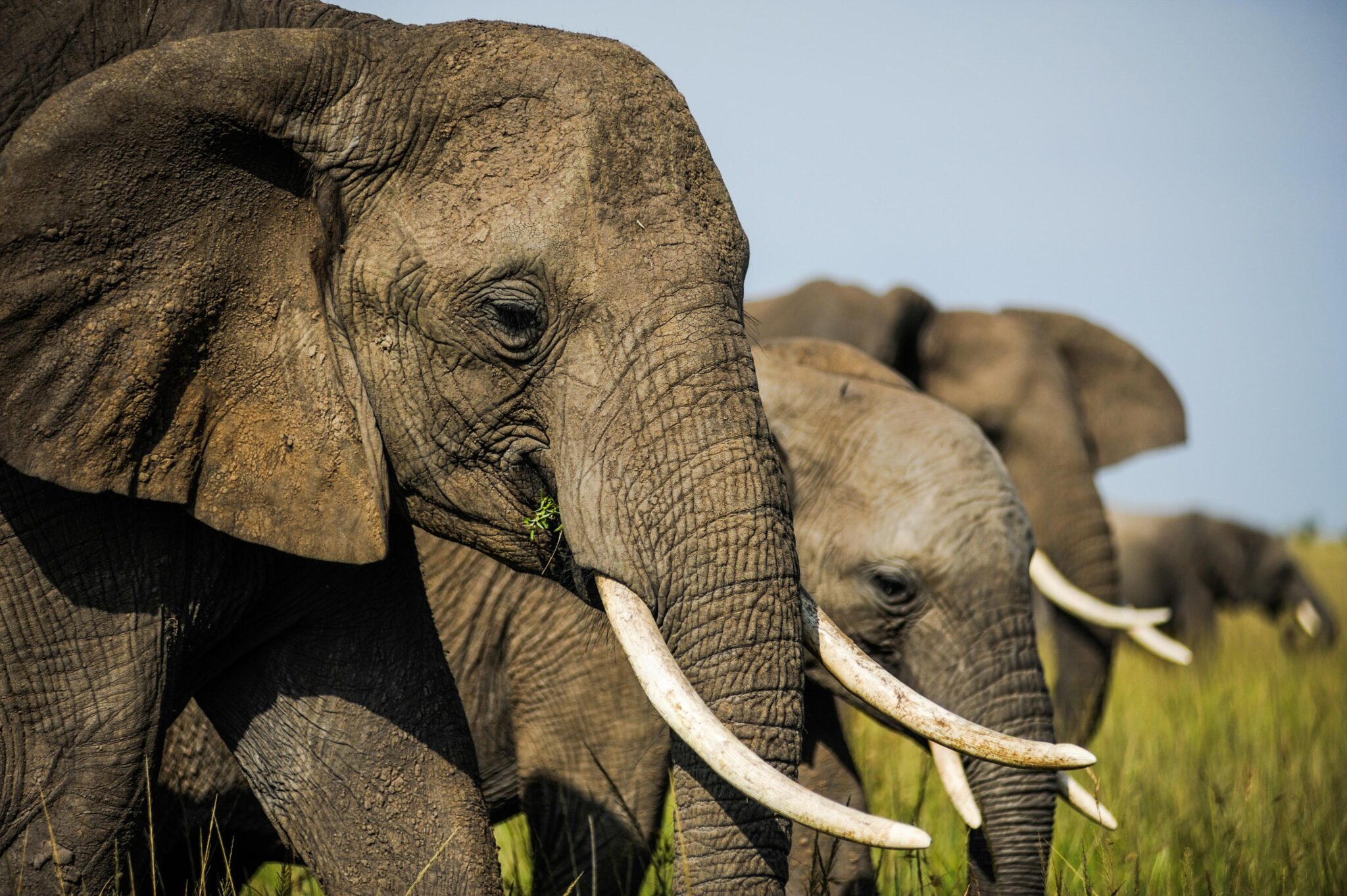World elephant day highlights urgent need for conservation ffforts ...