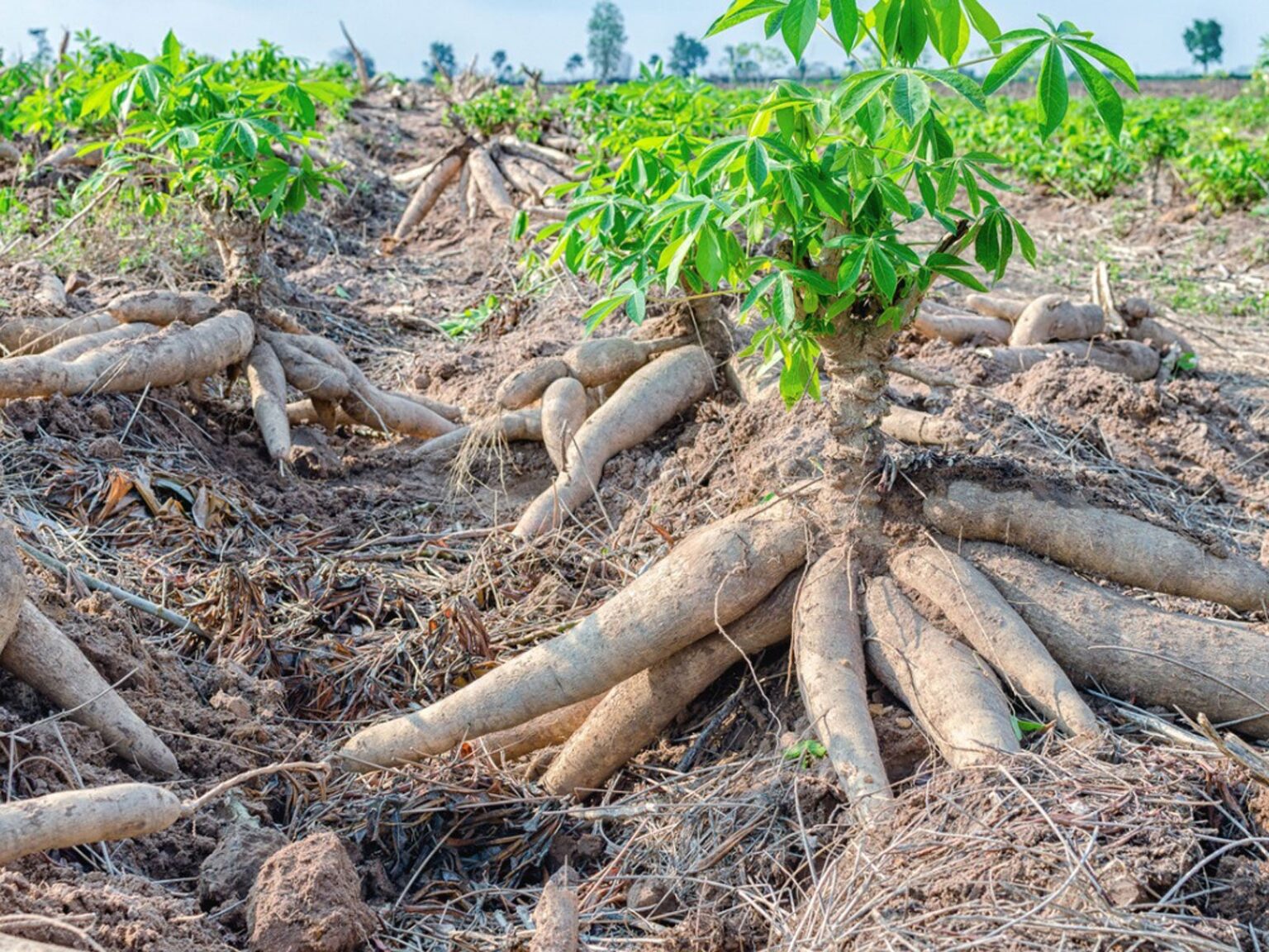 Cassava: Feeding Africa and fueling tradition - Radar Africa