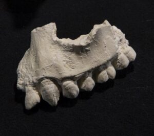 Fossil teeth reveal East Africa hosted multiple early human species